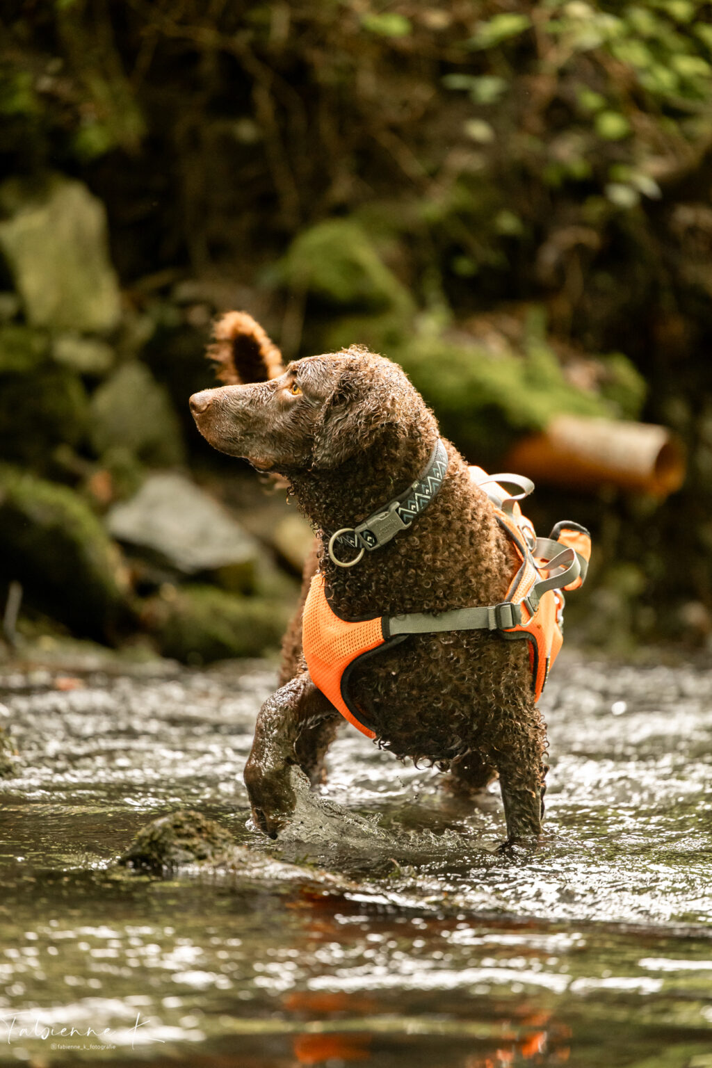 Scent Development 2026 - Lernen mit Hund